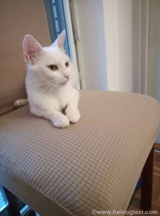 Predivna maca traži dom | Halo Oglasi