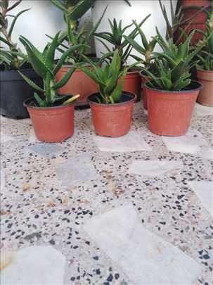 Kaktusi | Halo oglasi