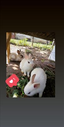 Zečevi i kunići | Halo oglasi