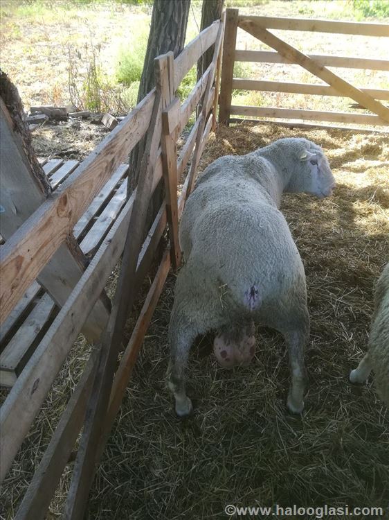 Ovan za klanje | Halo Oglasi