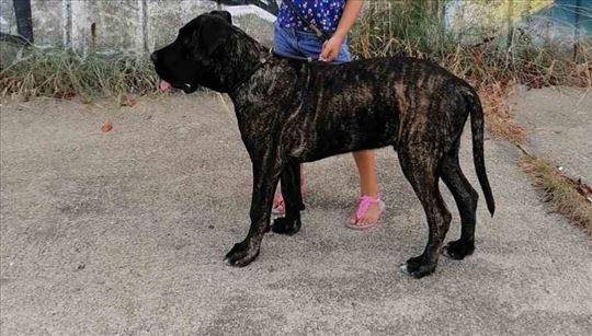 Oglasi za pse Cane corso | Halo oglasi