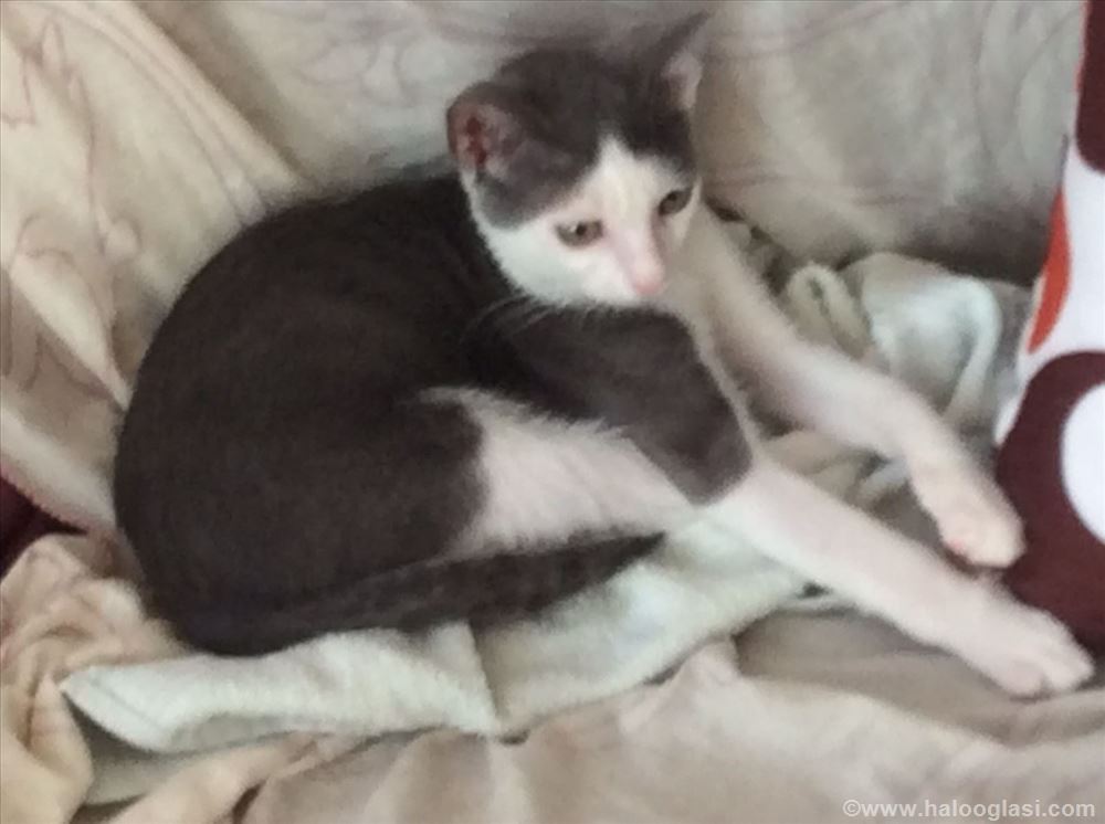 Sivo-belo mače Fića na poklon | Halo Oglasi