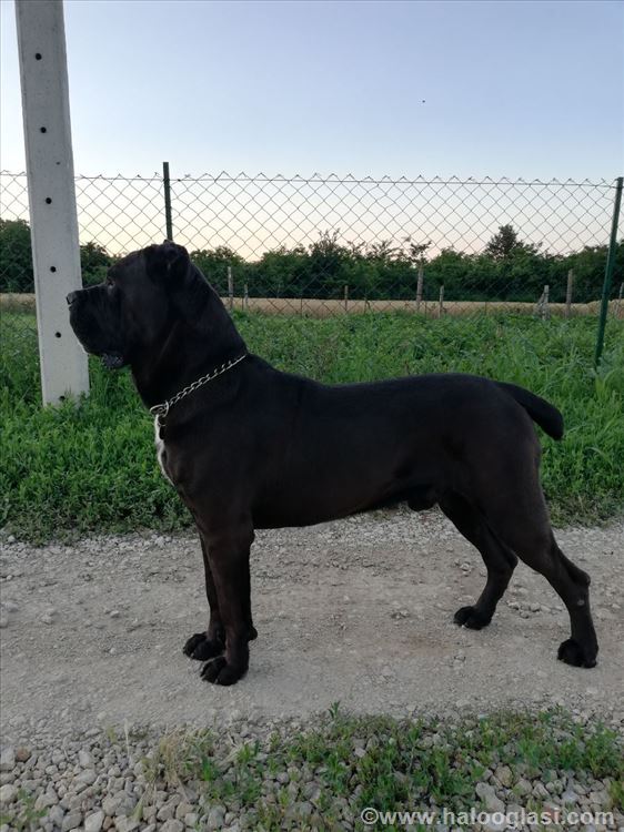 Kane korso, odrastao pas | Halo Oglasi