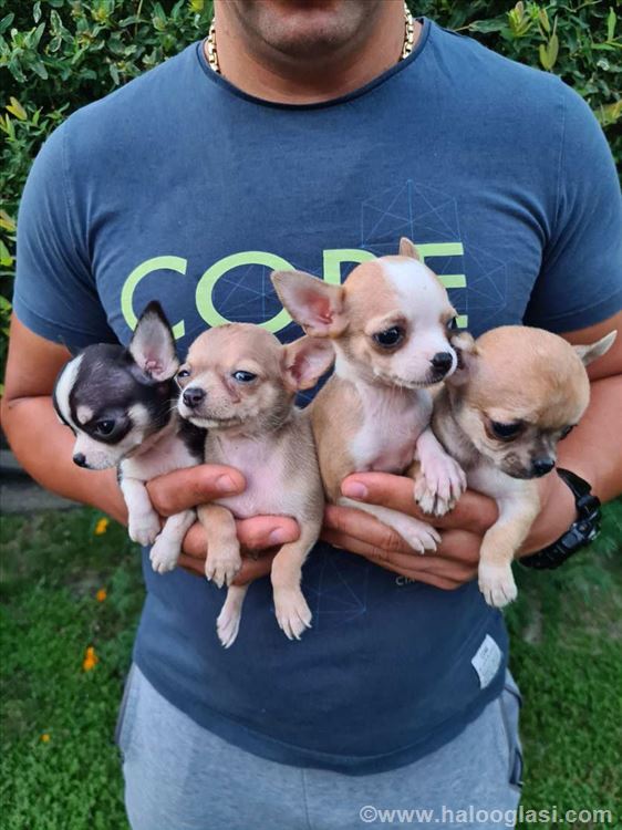 Mikro čivave iz dva legla | Halo Oglasi