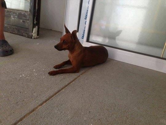 Oglasi za pse Patuljasti pinč | Halo oglasi