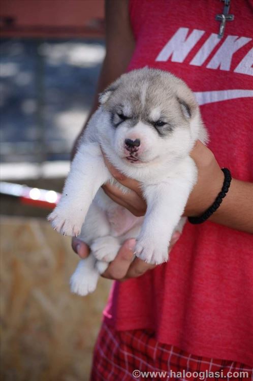 Sibirski haski , štene | Halo Oglasi