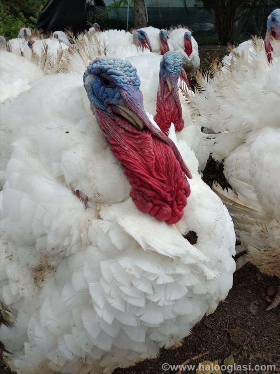 Tovne domaće ćurke | Halo Oglasi