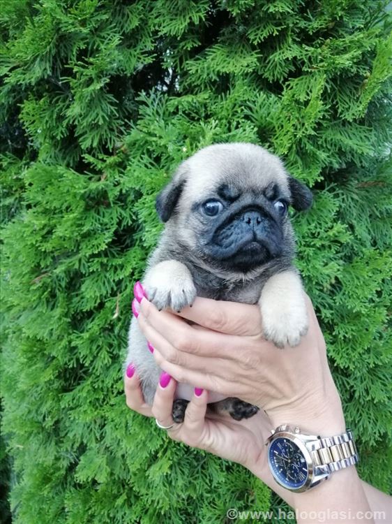 Mops , štene | Halo Oglasi