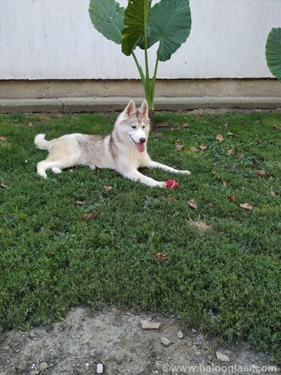 Sibirski haski, štene | Halo Oglasi
