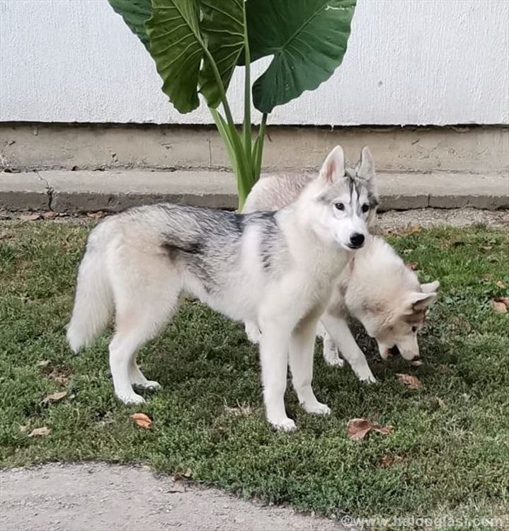 Sibirski haski , štene | Halo Oglasi