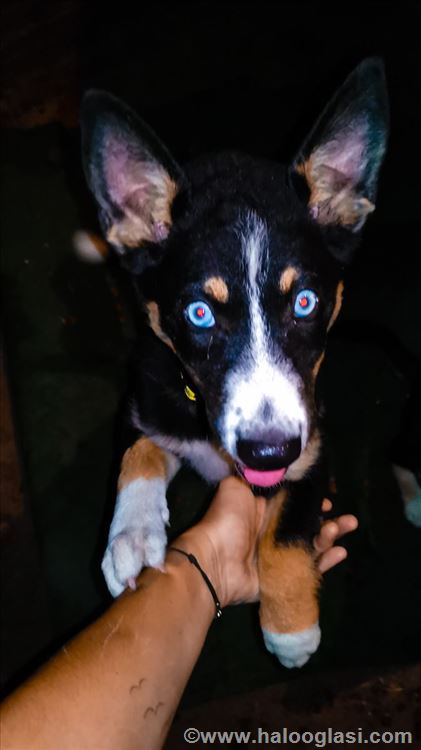 Sibirski haski, štene | Halo Oglasi