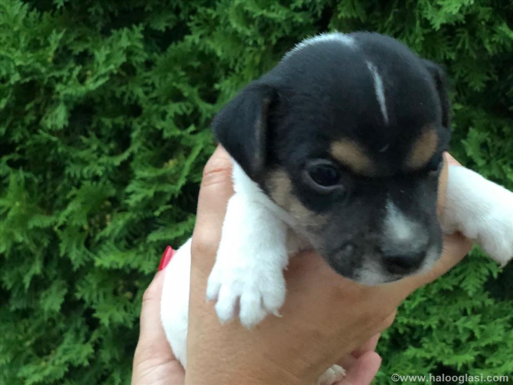 Džek Raselov terijer, zensko štene | Halo Oglasi