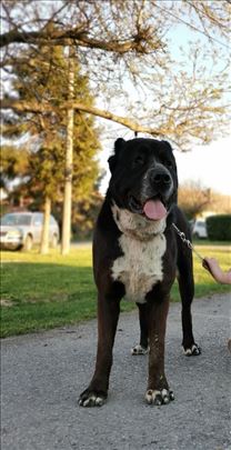 Oglasi za pse Srednjeazijski ovčar | Halo oglasi