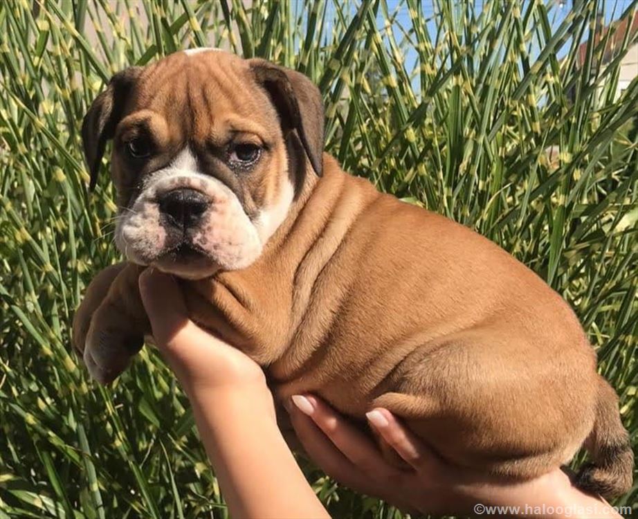 Engleski buldog, štene | Halo Oglasi