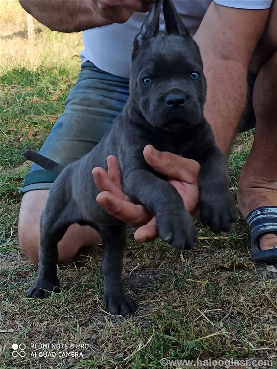 Kane korso, štene | Halo Oglasi