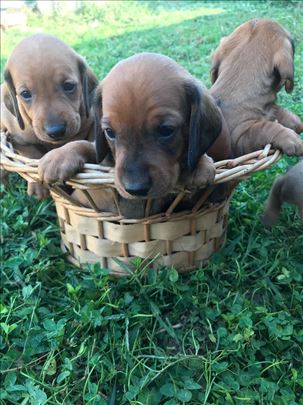 Oglasi za pse Jazavičar | Halo oglasi