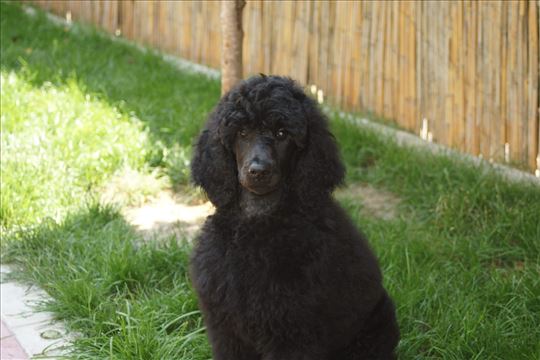 Oglasi za pse Pudla | Halo oglasi