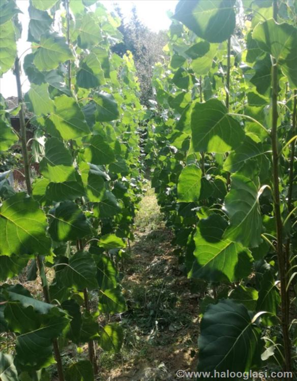 Sadnice kanadske topole,topola kanadska | Halo Oglasi