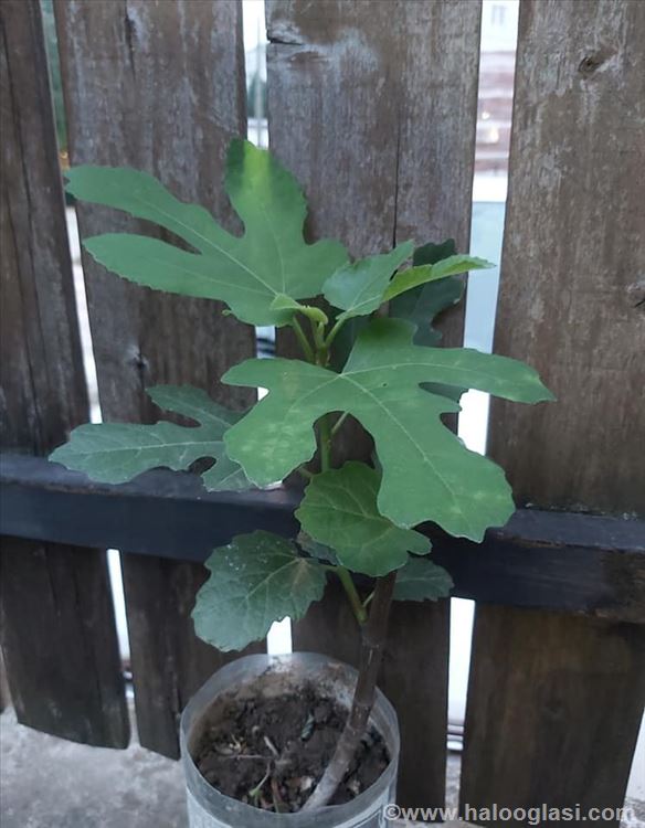 Sadnice smokve | Halo Oglasi