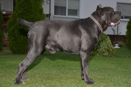 Oglasi za pse Cane corso | Halo oglasi