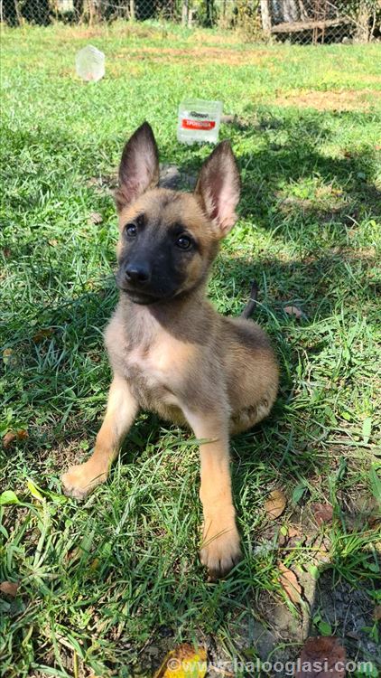 Belgijski ovčar, malinoa | Halo Oglasi