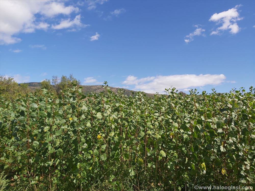 Sadnice kanadske topole | Halo Oglasi