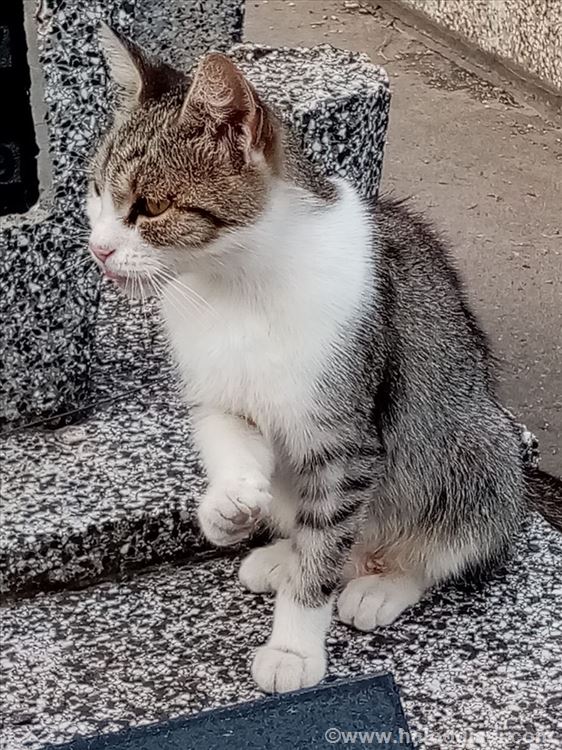 Poklanja se lepa ,mlada, umiljata, draga maca | Halo Oglasi