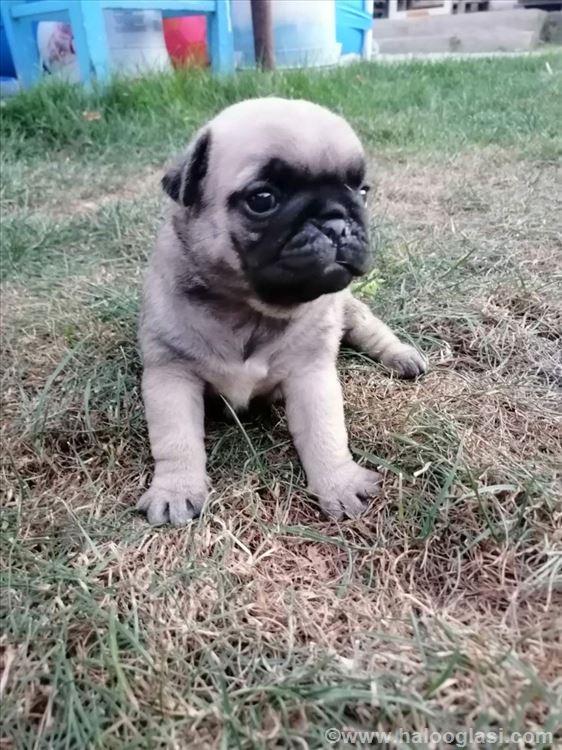 Mops stenci extra kvaliteta pasos cip bgd | Halo Oglasi