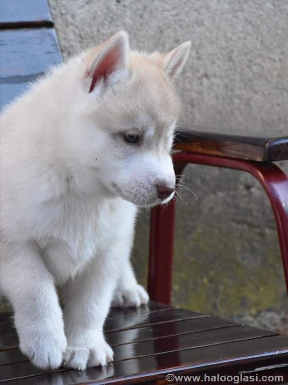 Sibirski haski , štene | Halo Oglasi