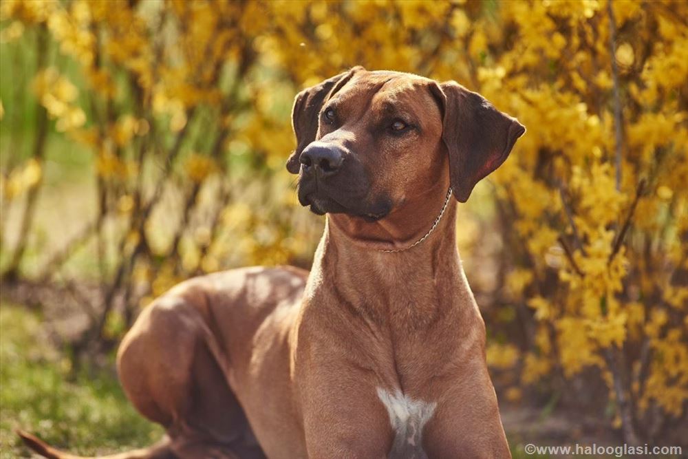 Rodezijski ridžbek, štene | Halo Oglasi