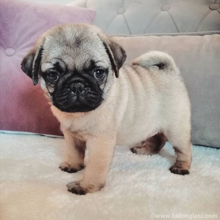 Mops , štene | Halo Oglasi