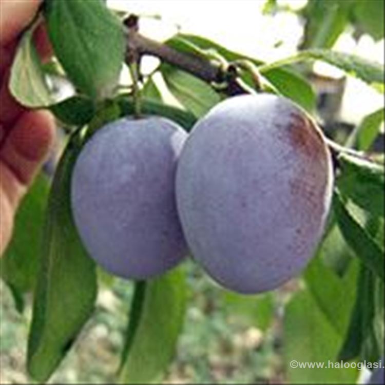 Sadnice šljive | Halo Oglasi