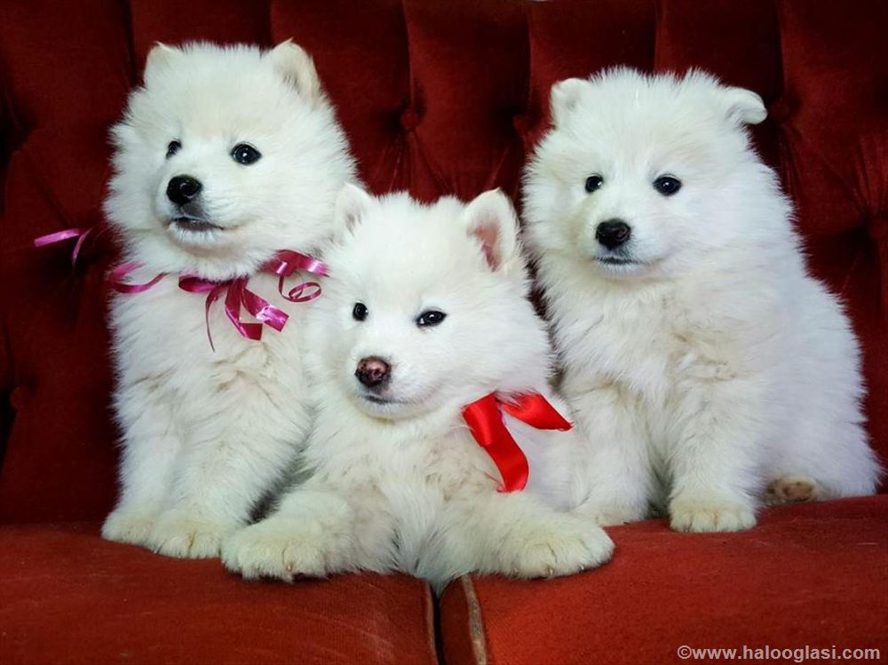 Cistokrvni stenci samojeda | Halo Oglasi