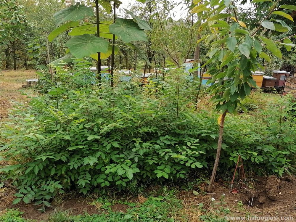 Evodija medonosno drvo | Halo Oglasi