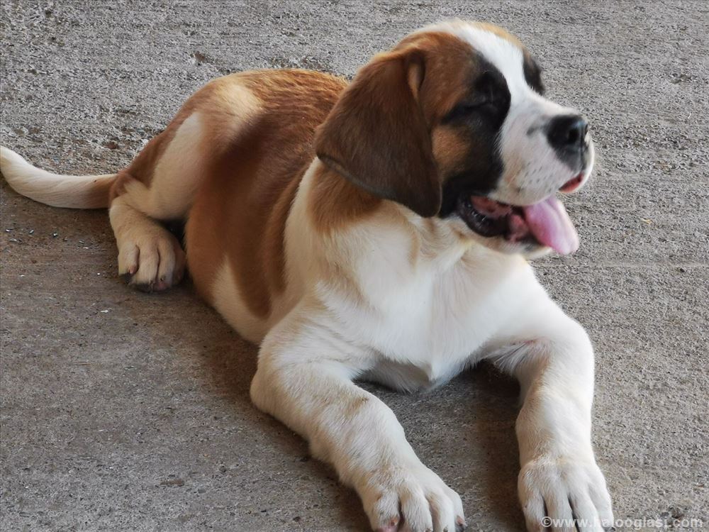 Bernardinac, štene | Halo Oglasi