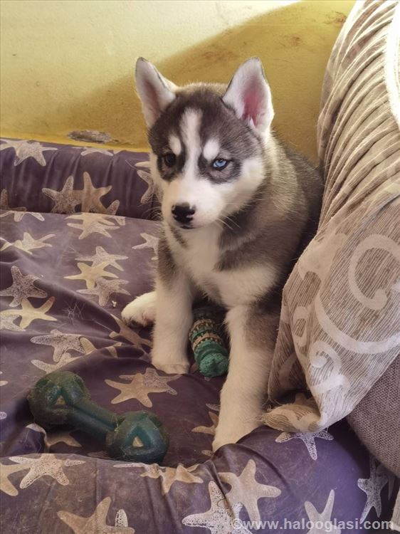 Sibirski haski, štene | Halo Oglasi
