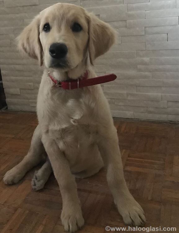 Zlatni retriver, štene | Halo Oglasi