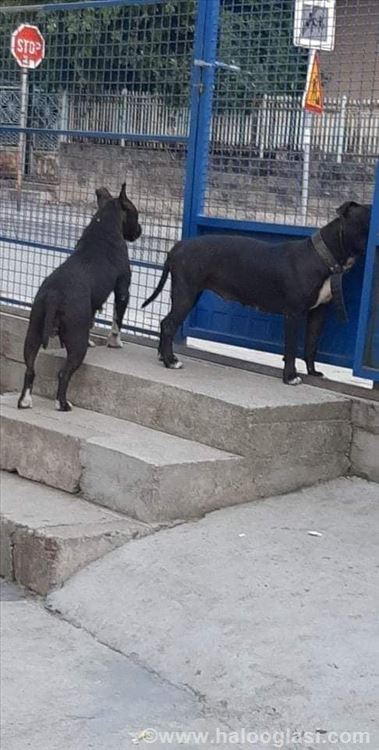 Pit bul terijer, mlad pas | Halo Oglasi