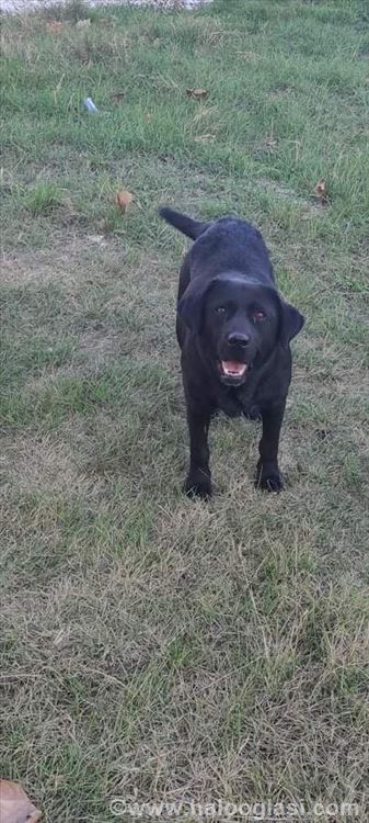 Labrador retriver, mlad pas | Halo Oglasi