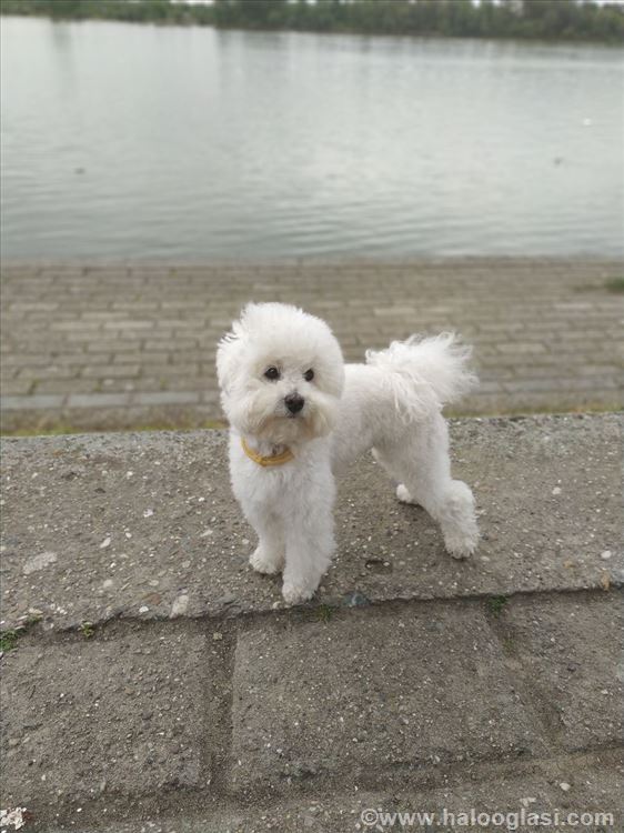 Patuljasta pudlica trazi zenku za parenje | Halo Oglasi