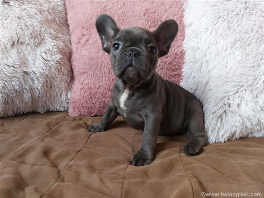 Plavi francuski buldog | Halo Oglasi