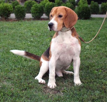 Oglasi za pse Bigl | Halo oglasi