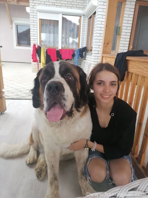 Bernardinac, mlad pas za parenje | Halo Oglasi