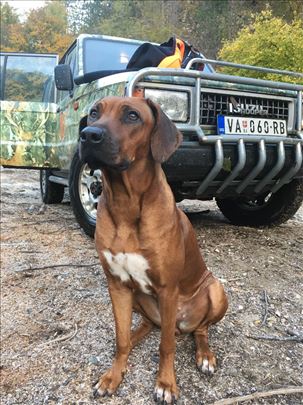 Oglasi za pse Rodezijski ridžbek | Halo oglasi