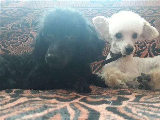 Oglasi za pse Pudla | Halo oglasi