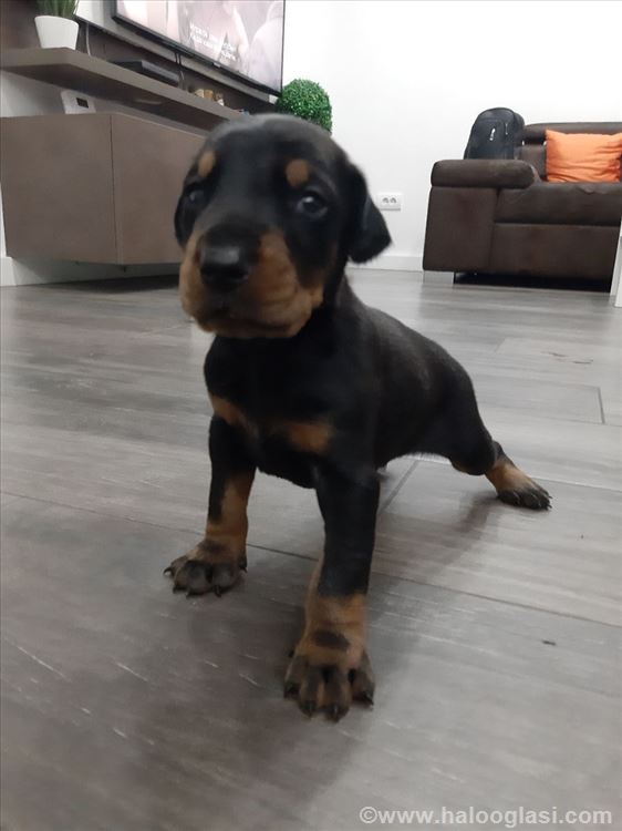Doberman , štene | Halo Oglasi