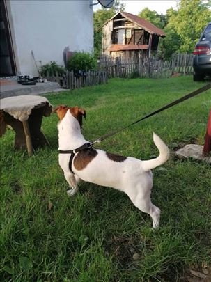 Oglasi za pse Džek Rasel terijer | Halo oglasi