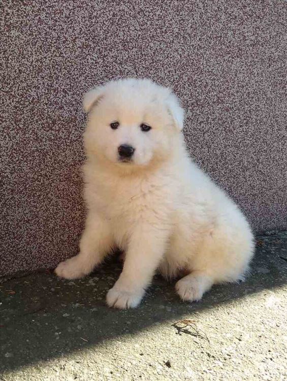 Samojed, štene | Halo Oglasi