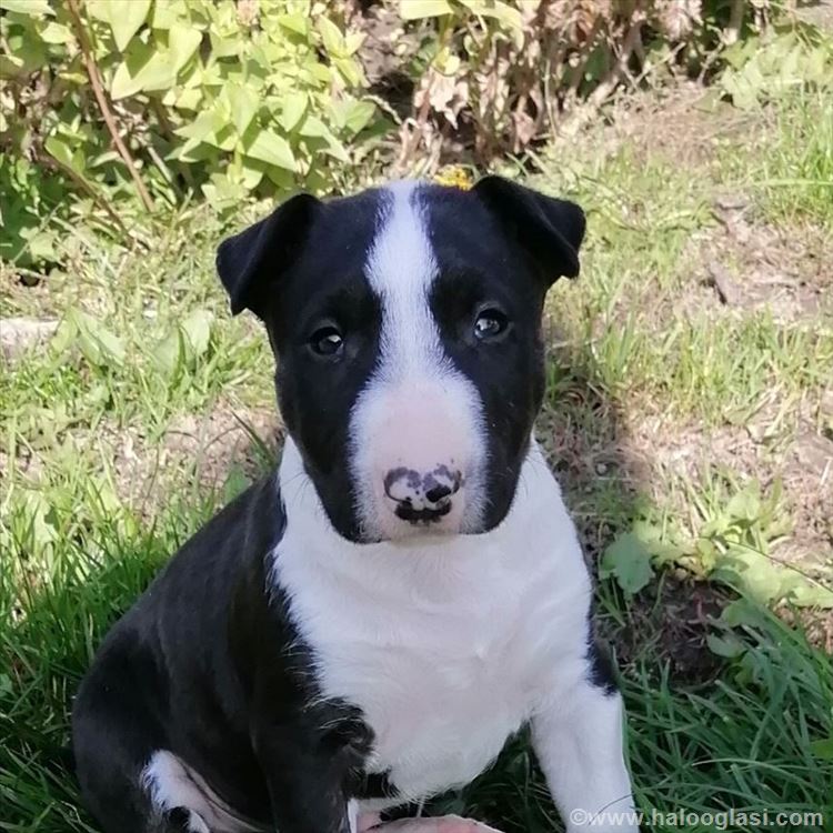 Bul terijer, štene | Halo Oglasi