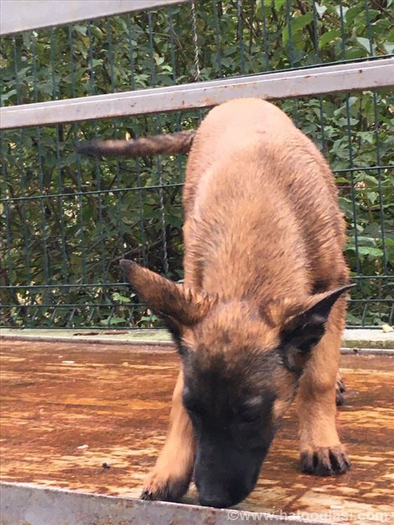 Belgijski ovčar, malinoa | Halo Oglasi